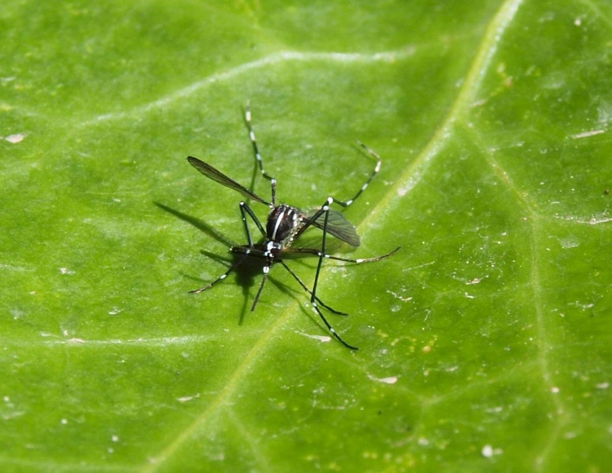 Operativni plan 3. larvicidnog tretmana suzbijanja komaraca – Grad Petrinja